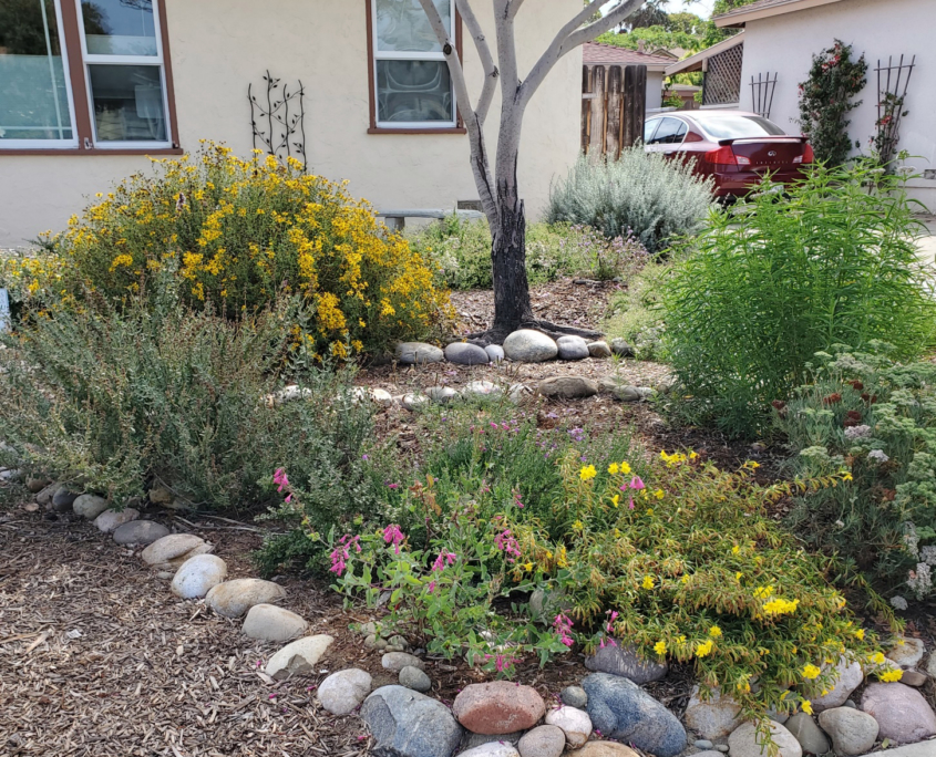 Winners - WaterSmart Landscape Contest