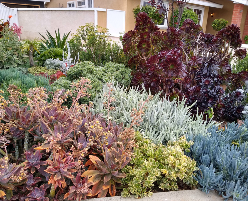 Winners - WaterSmart Landscape Contest